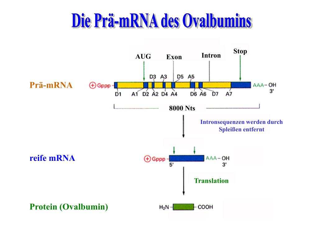 PPT - Die Messenger RNA (mRNA) erhält nach der Transkription sowohl ...