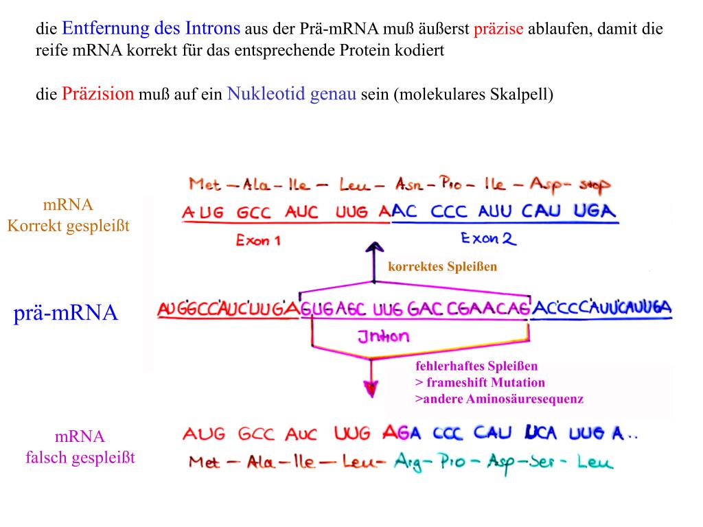 PPT - Die Messenger RNA (mRNA) erhält nach der Transkription sowohl ...