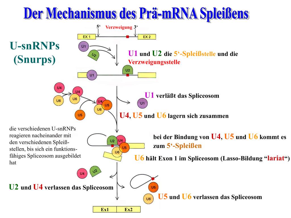 PPT - Die Messenger RNA (mRNA) erhält nach der Transkription sowohl ...