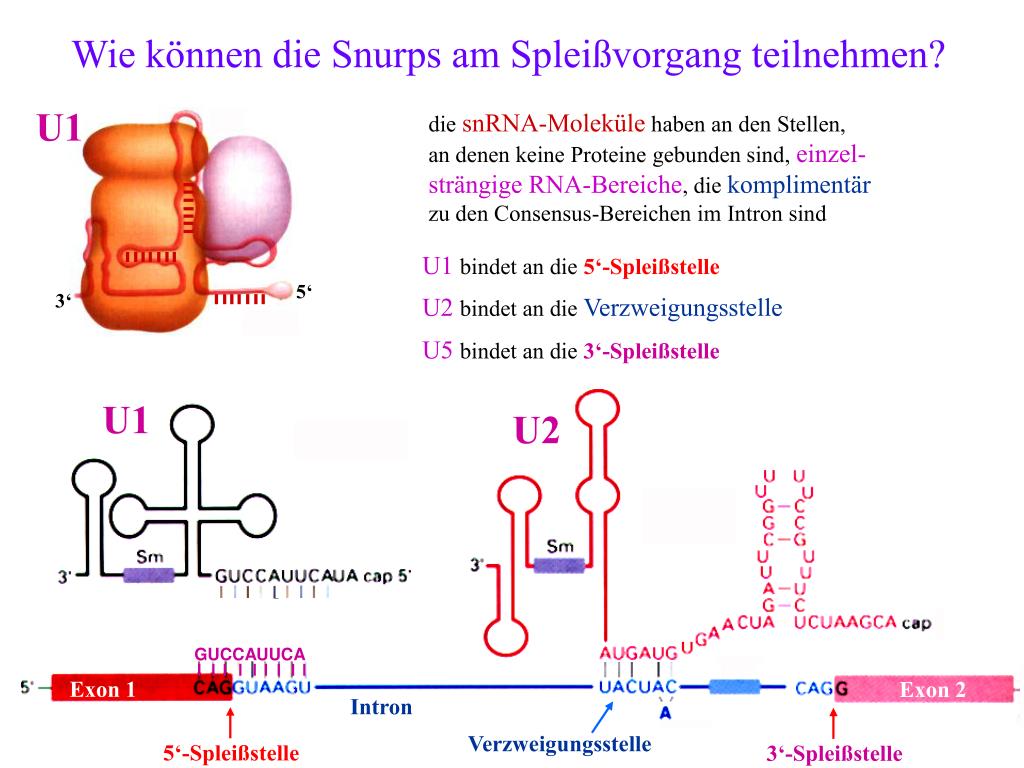 PPT - Die Messenger RNA (mRNA) erhält nach der Transkription sowohl ...