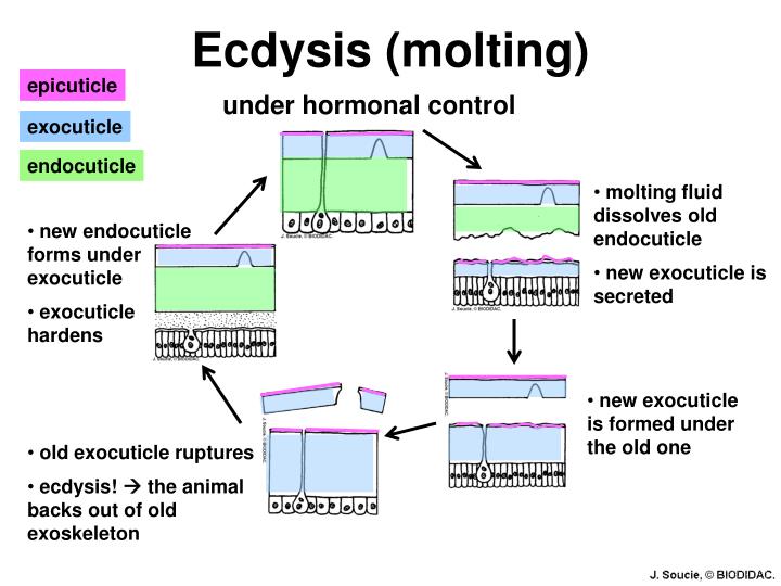 PPT - homology PowerPoint Presentation - ID:816100