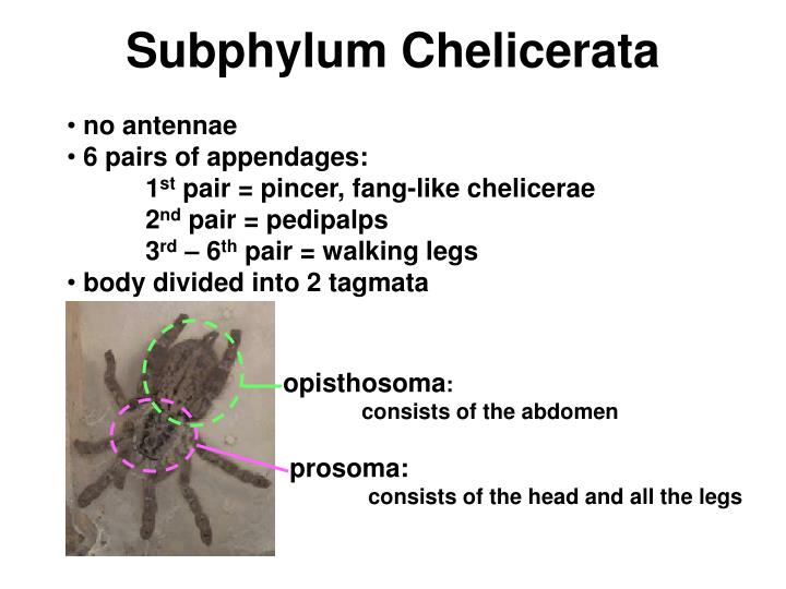 Subphylum Chelicerata Examples