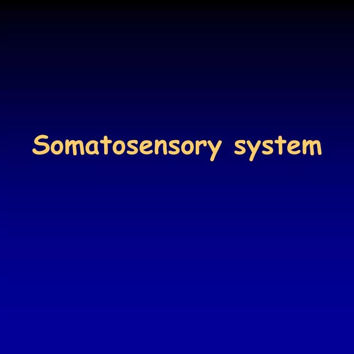 PPT - Somatosensory system PowerPoint Presentation, free download - ID ...