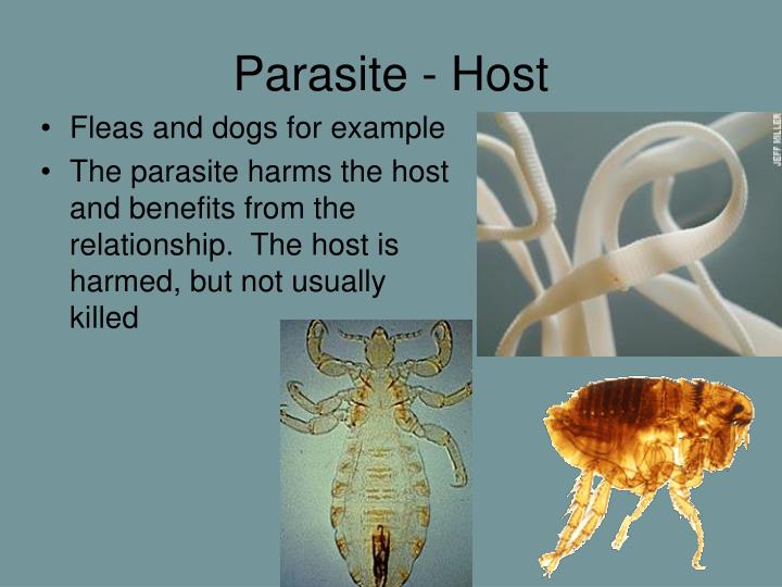 PPT - Introduction to Ecology PowerPoint Presentation - ID:816378