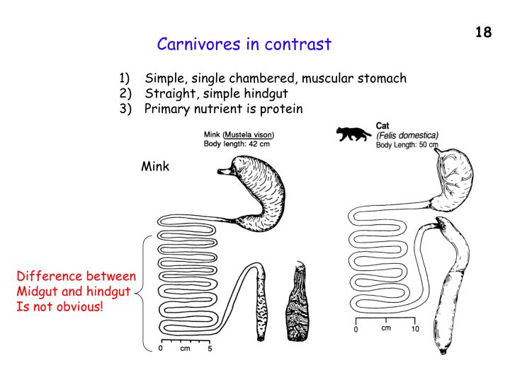 PPT - Digestive System of Animals PowerPoint Presentation - ID:816996