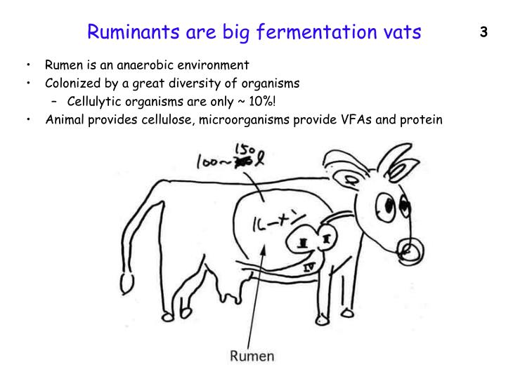 PPT - Digestive System of Animals PowerPoint Presentation - ID:816996