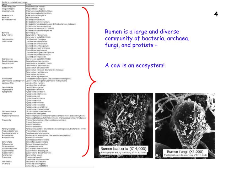 PPT - Digestive System of Animals PowerPoint Presentation - ID:816996