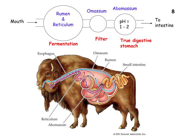 PPT - Digestive System of Animals PowerPoint Presentation - ID:816996
