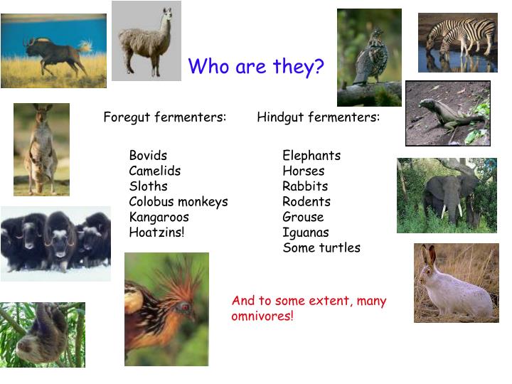 PPT - Digestive System of Animals PowerPoint Presentation - ID:816996
