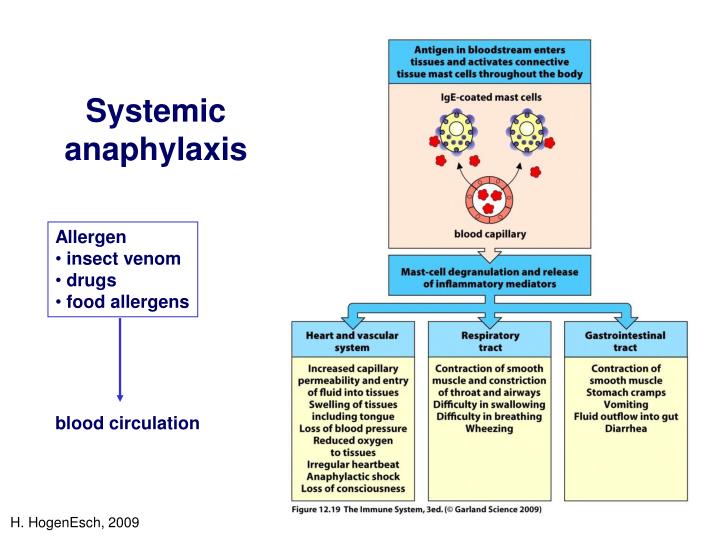PPT - Type I-III Hypersensitivity Reactions PowerPoint Presentation ...