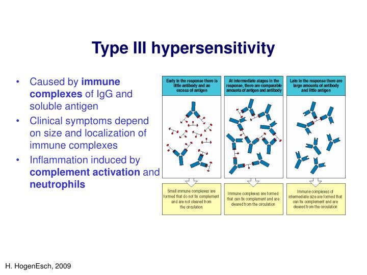 PPT - Type I-III Hypersensitivity Reactions PowerPoint Presentation ...
