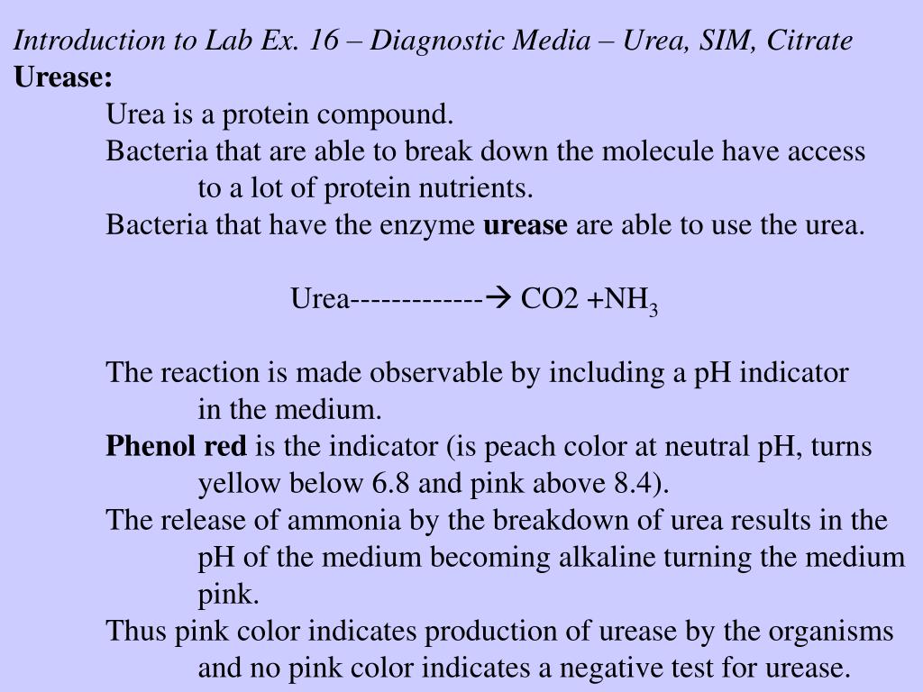 PPT - Introduction to Lab Ex. 16 Diagnostic Media Urea broth Sulfide ...