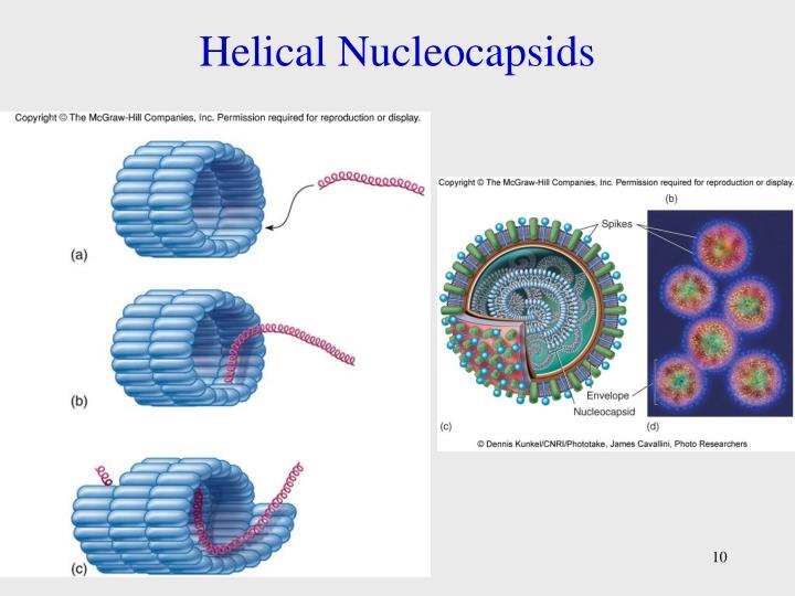 PPT - The Position of Viruses in the Biological Spectrum PowerPoint ...