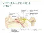 PPT - VESTIBULOCOCHLEAR NERVE PowerPoint Presentation - ID:818642