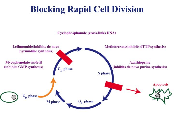 PPT - Anti-Inflammatory & Immunosuppressive Drugs 2 PowerPoint ...