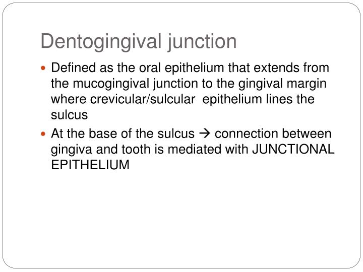 PPT - Dentogingival junction PowerPoint Presentation - ID:819381