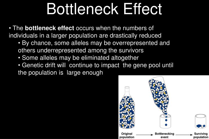 Bottleneck Effect Definition Example Video Lesson