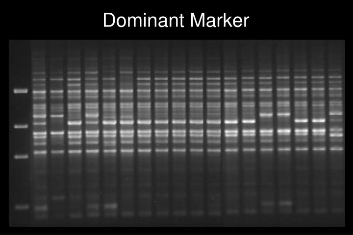 PPT - Molecular Markers PowerPoint Presentation - ID:820546