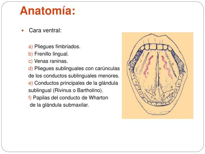 PPT - Patología lingual PowerPoint Presentation - ID:821196