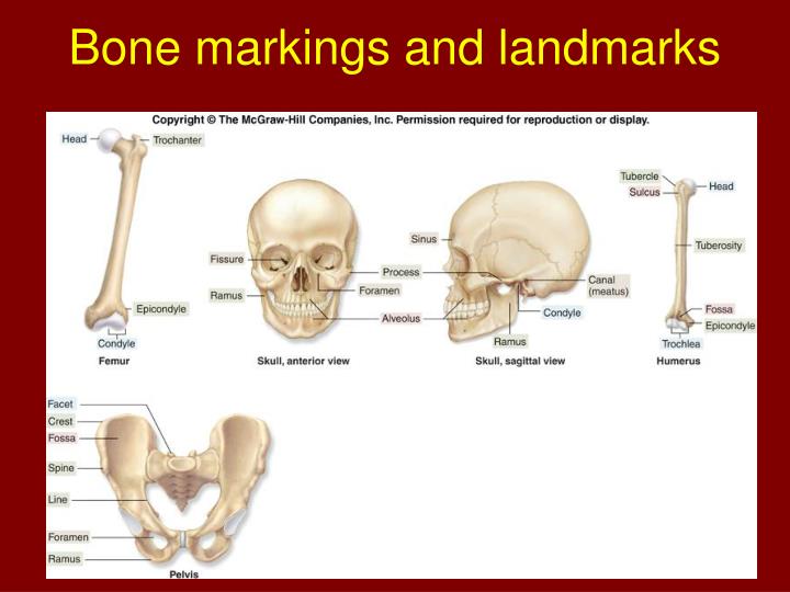 PPT - CHAPTER 6-1 PowerPoint Presentation - ID:821582