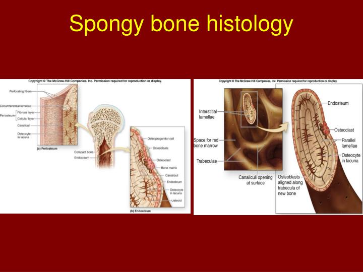 PPT - CHAPTER 6-1 PowerPoint Presentation - ID:821582