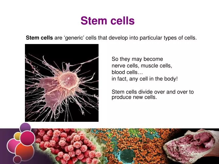 PPT - Stem cells PowerPoint Presentation, free download - ID:822815