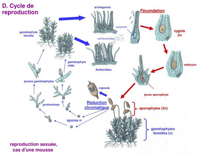 PPT - C. Les Chlorophytes (Algues Vertes) PowerPoint Presentation - ID ...