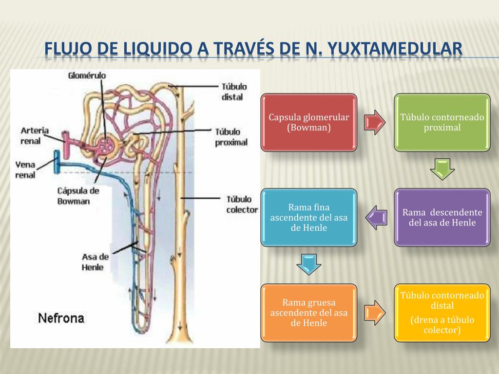 PPT - ANATOMÍA Y FISIOLOGÍA DEL RIÑÓN PowerPoint Presentation, free ...