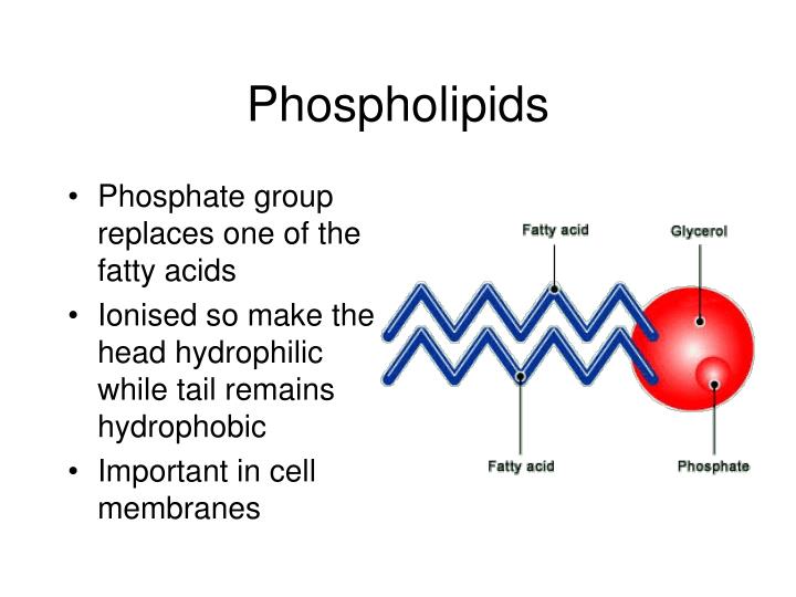 PPT - Biological Molecules PowerPoint Presentation - ID:824039