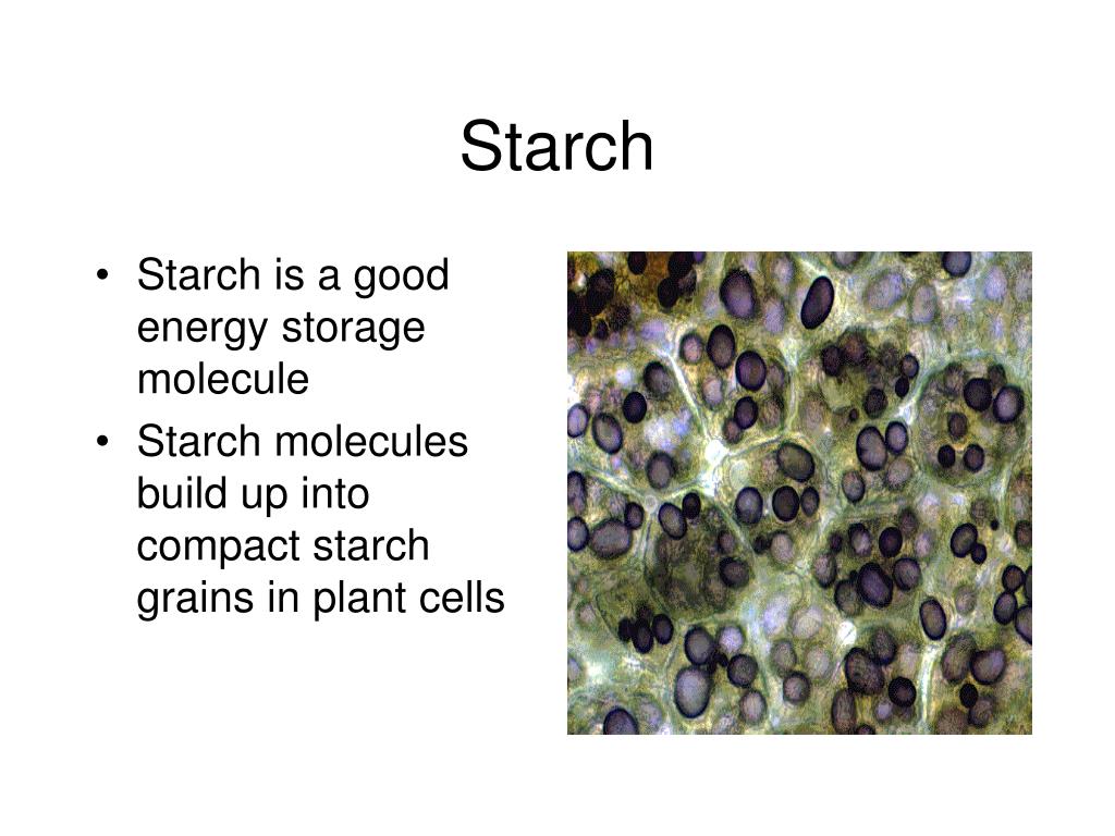Ppt Biological Molecules Powerpoint Presentation Free Download Id824039