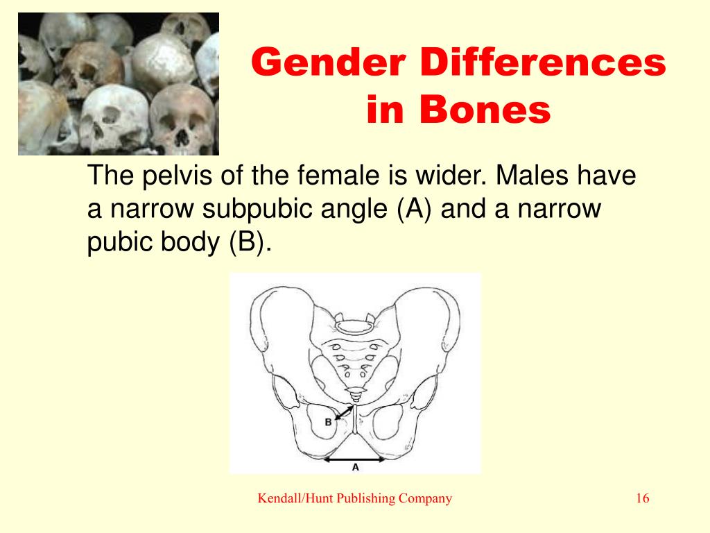 Ppt Chapter 12 Human Remains Powerpoint Presentation Free Download Id824996
