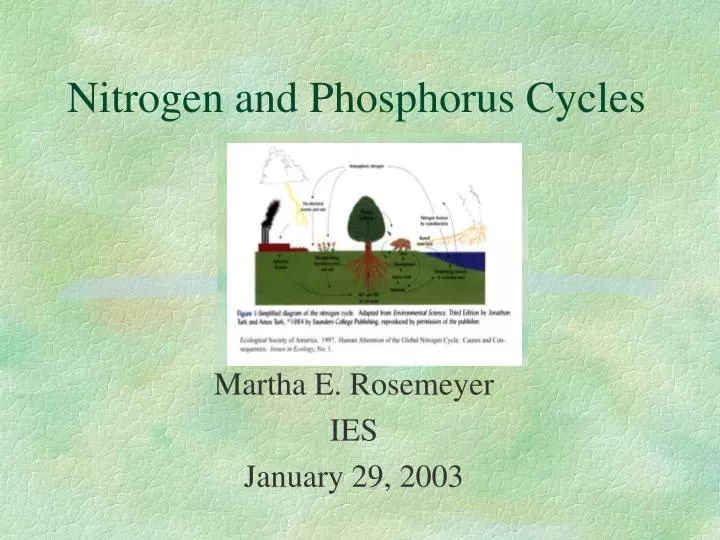 PPT - Nitrogen and Phosphorus Cycles PowerPoint Presentation, free ...