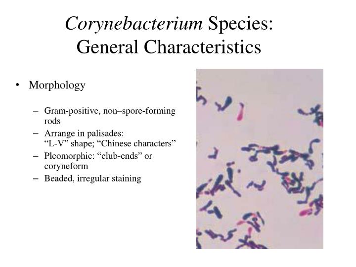 PPT - Coryneform bacteria, listeria and erysipelothrix PowerPoint ...