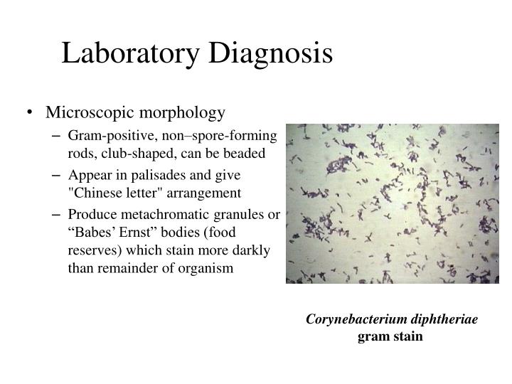 PPT - Coryneform bacteria, listeria and erysipelothrix PowerPoint ...