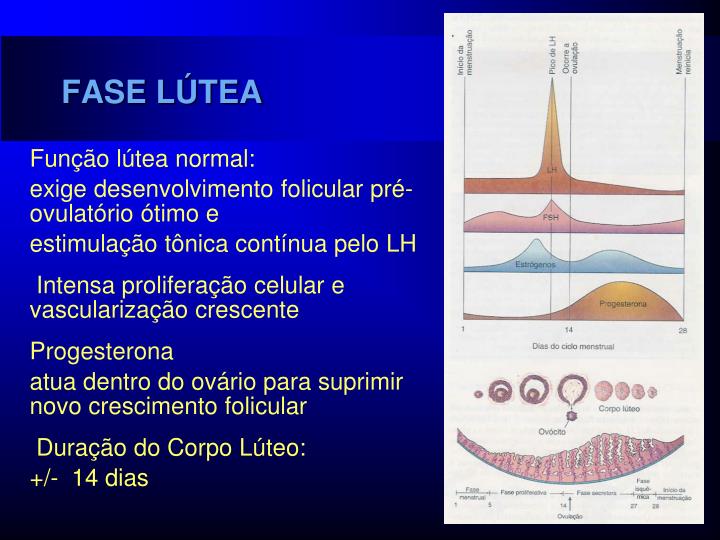 PPT - FISIOLOGIA DO CICLO MENSTRUAL PowerPoint Presentation - ID:826504