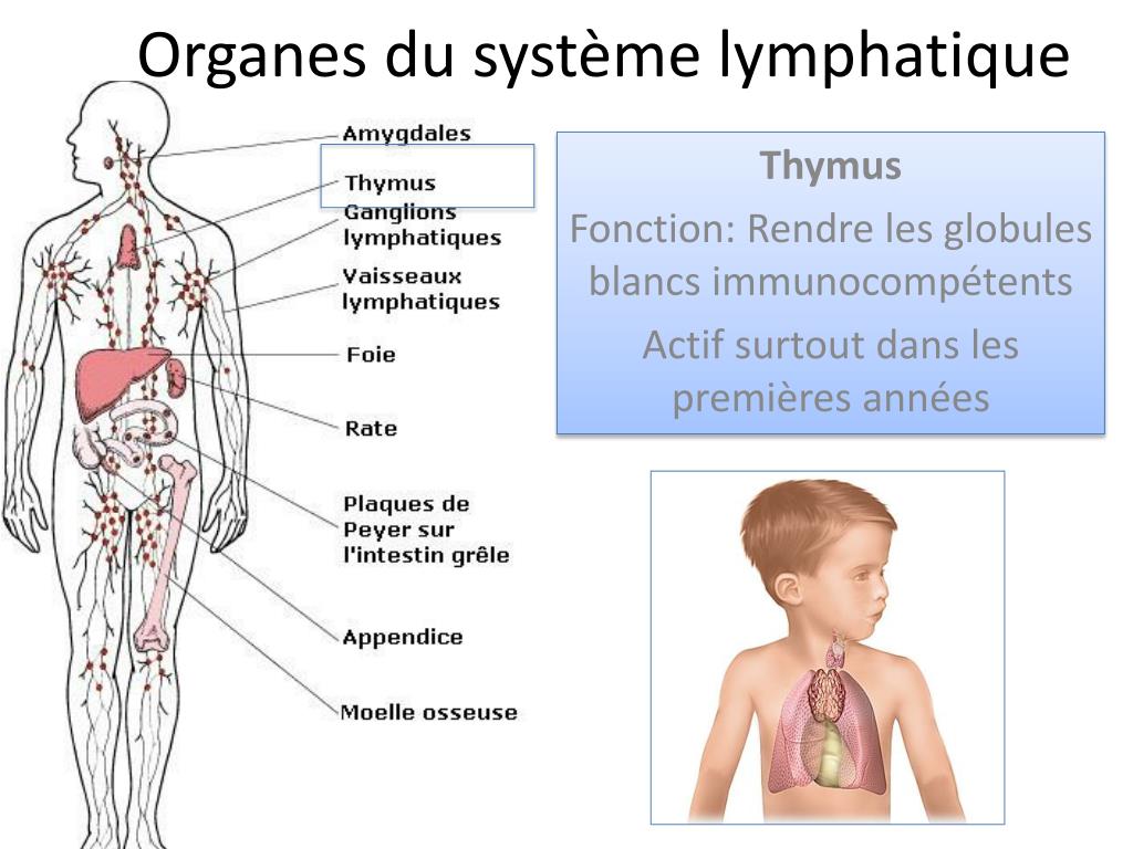 PPT - Le système immunitaire PowerPoint Presentation, free download ... PPT - Le système immunitaire PowerPoint Presentation, free download ...