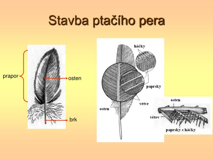 PPT - PTÁCI AVES PowerPoint Presentation - ID:826773
