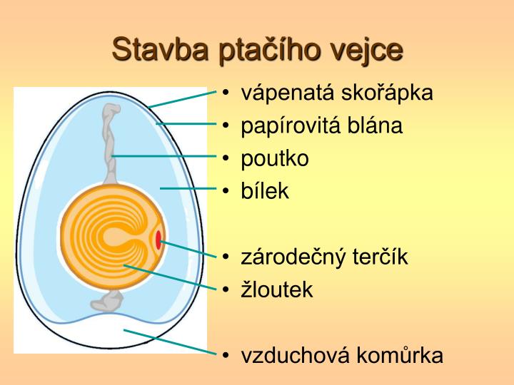 PPT - PTÁCI AVES PowerPoint Presentation - ID:826773