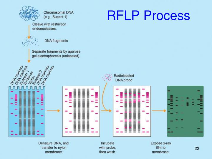 PPT - Dr. Kwok Cheong CHUNG Department of Biology The Chinese ...