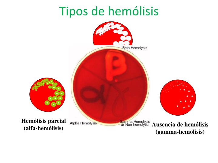 PPT - Cocos Gram Positivos PowerPoint Presentation - ID:826857