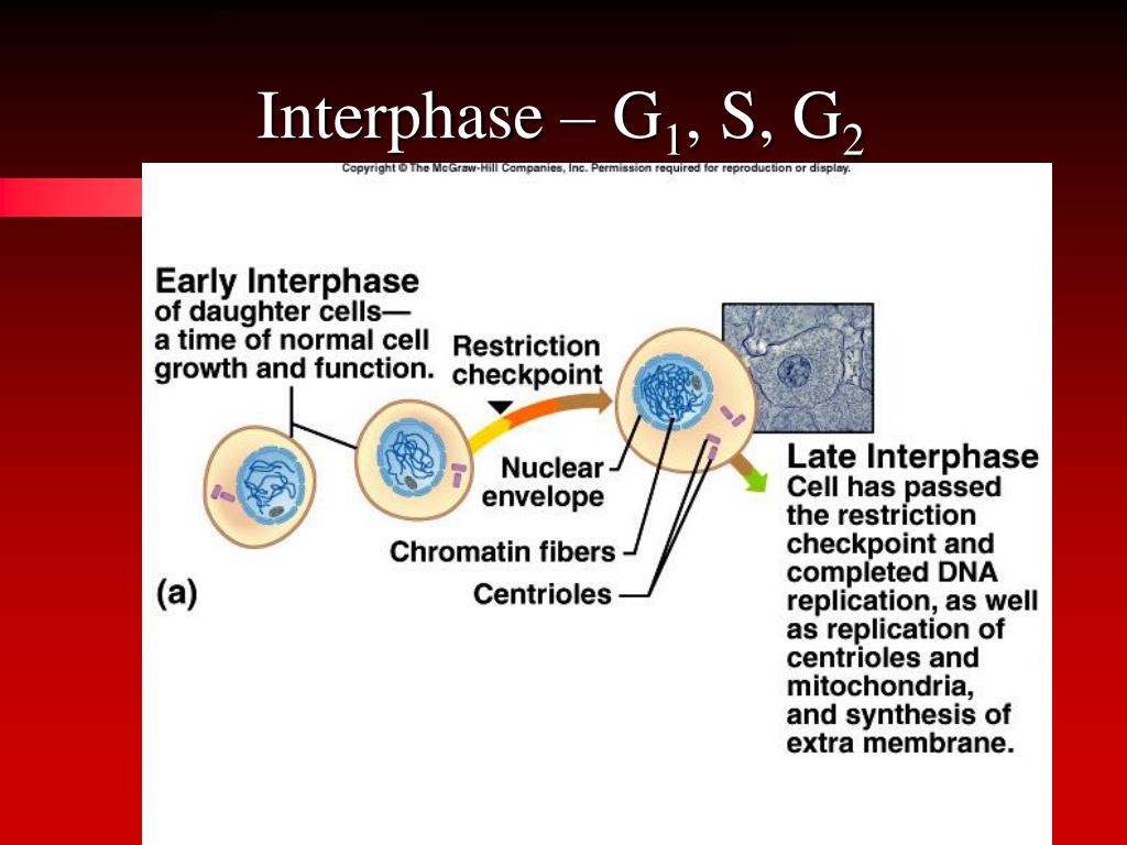 PPT - Cells: The Living Units PowerPoint Presentation, free download ...