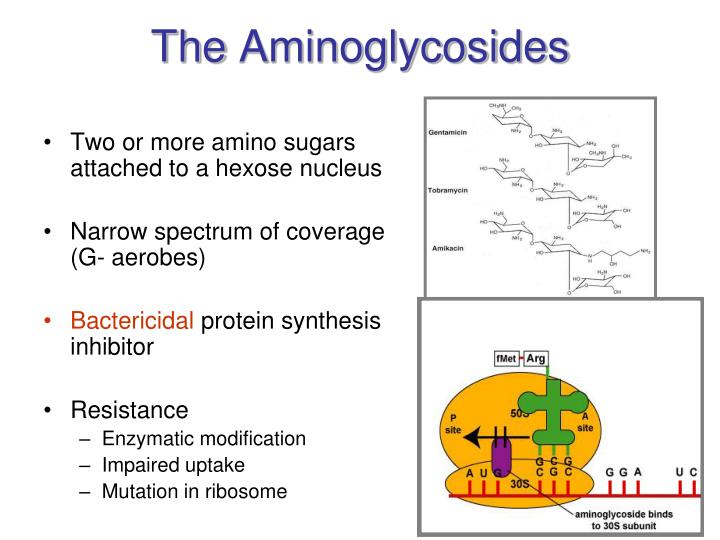 PPT - Antimicrobial Agents PowerPoint Presentation - ID:827592