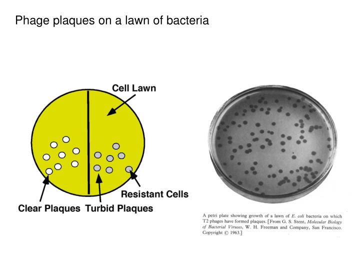 PPT - Bacteriophage - "eaters of bacteria" PowerPoint Presentation - ID ...