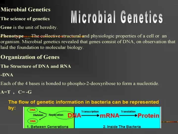 PPT - Microbial Genetics PowerPoint Presentation, free download - ID:831356