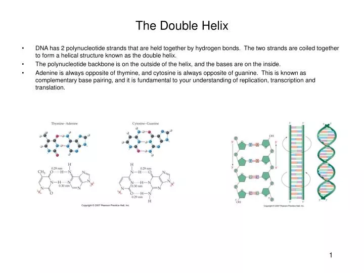 PPT - The Double Helix PowerPoint Presentation, free download - ID:831947