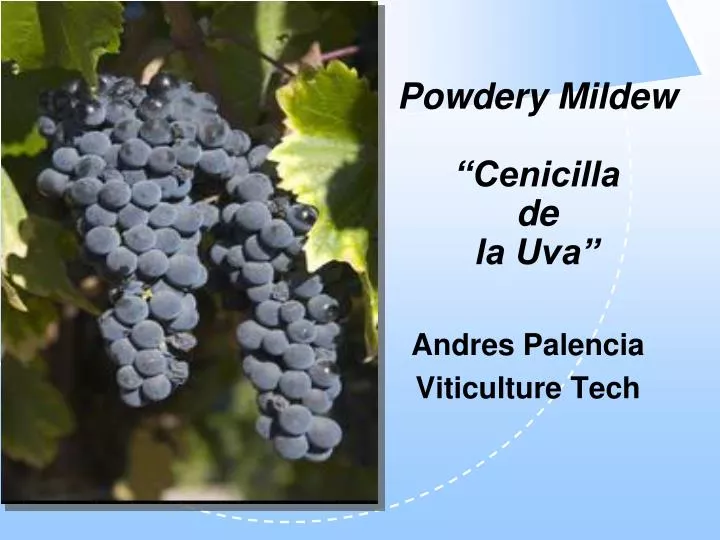 PPT - Powdery Mildew “Cenicilla de la Uva” PowerPoint Presentation - ID ...