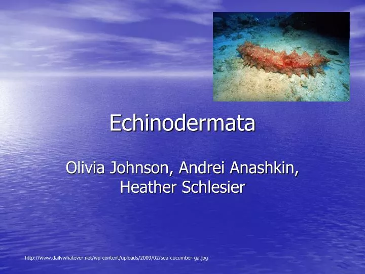 PPT - Echinodermata PowerPoint Presentation, free download - ID:832413