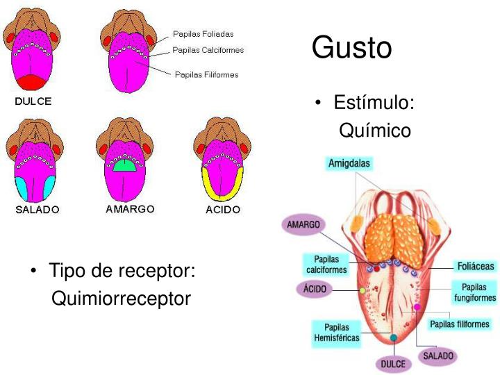 PPT - Vías Aferentes y Eferentes PowerPoint Presentation - ID:832605