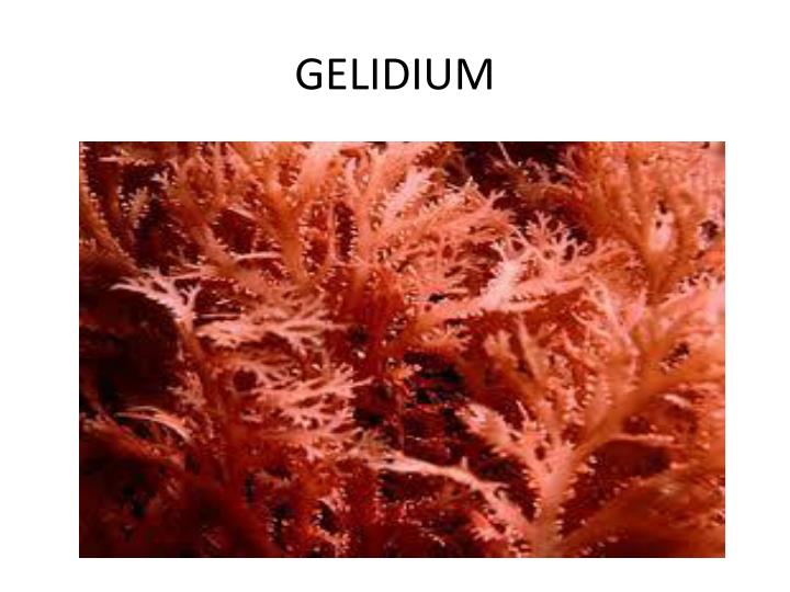 PPT - ŘASY PowerPoint Presentation - ID:832886