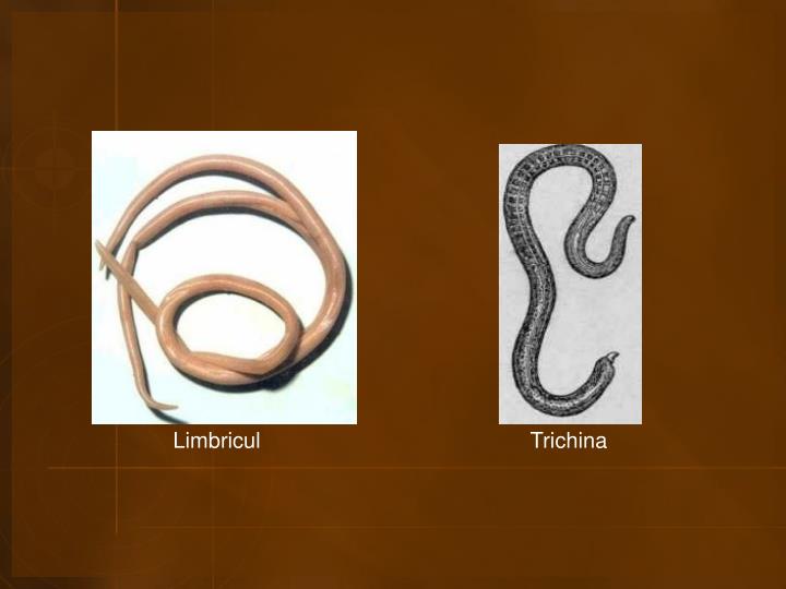 PPT - Viermii PowerPoint Presentation - ID:833486